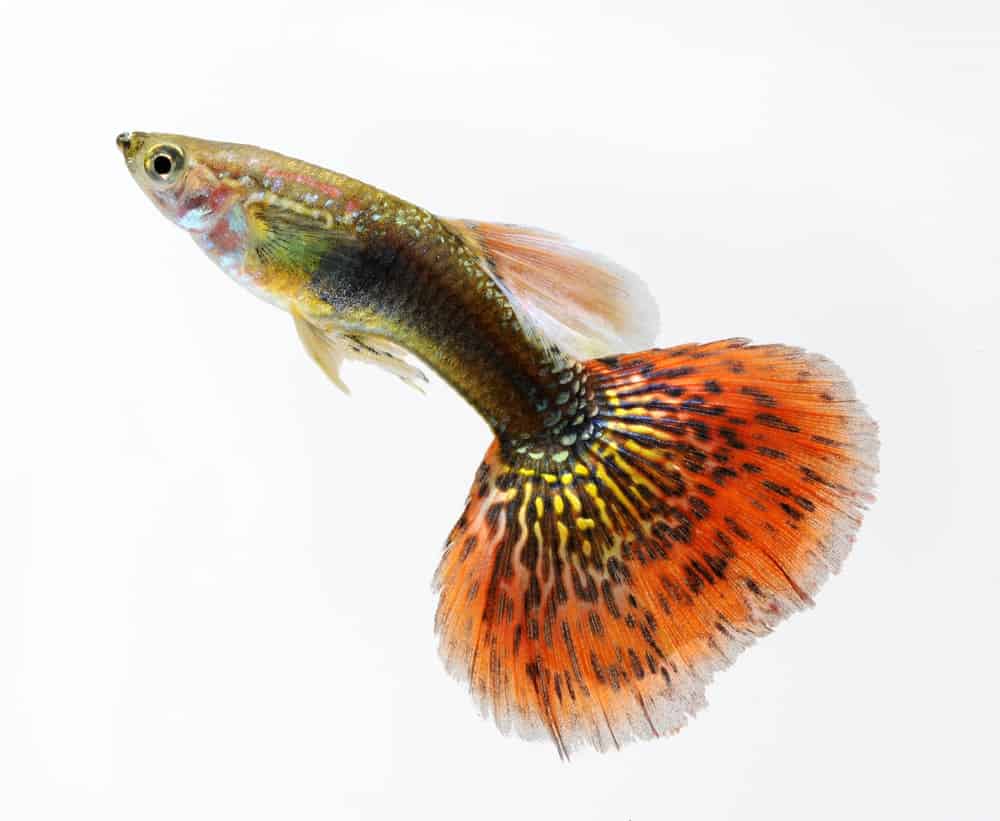 44 Different Types of Guppies (Plus Fun Facts)