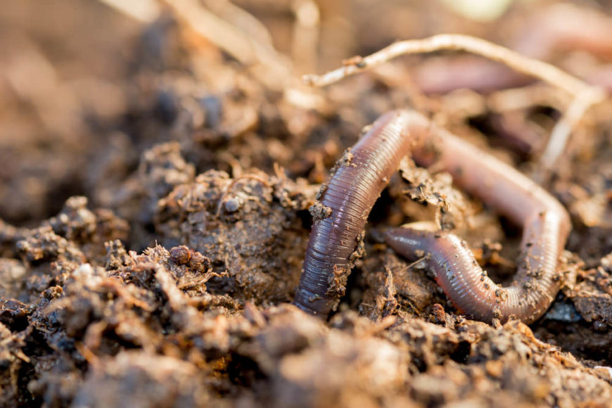 9 Different Types Of Earthworms Plus Fascinating Facts 9 Different Types Of Earthworms Plus Fascinating Facts