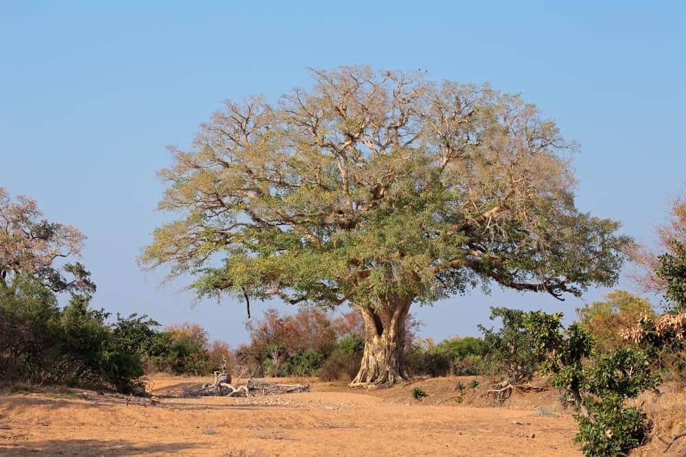 11 Different Types Of Fig Trees Plus Interesting Facts
