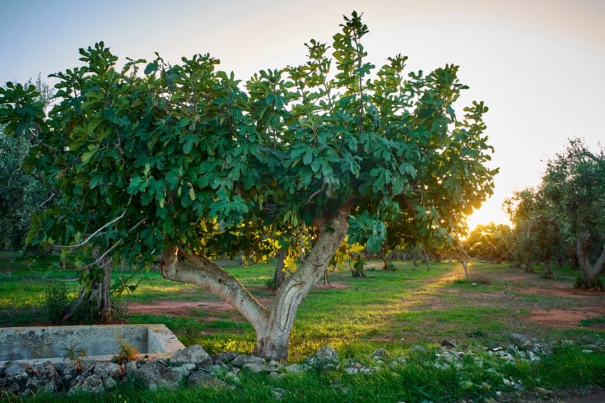 11 Different Types Of Fig Trees Plus Interesting Facts 11 Different Types Of Fig Trees Plus Interesting Facts