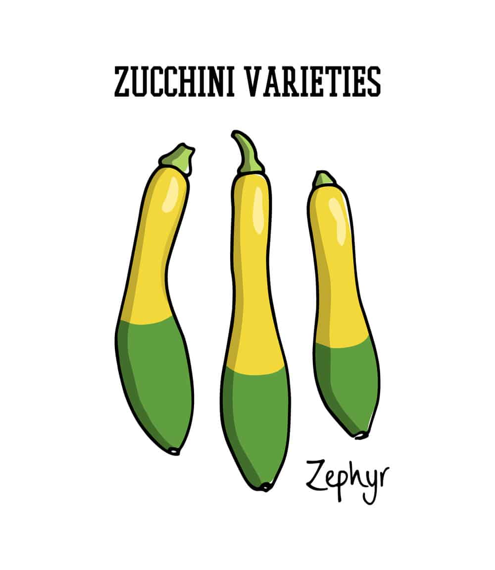 14 Different Types of Zucchini for All Kinds of Dishes